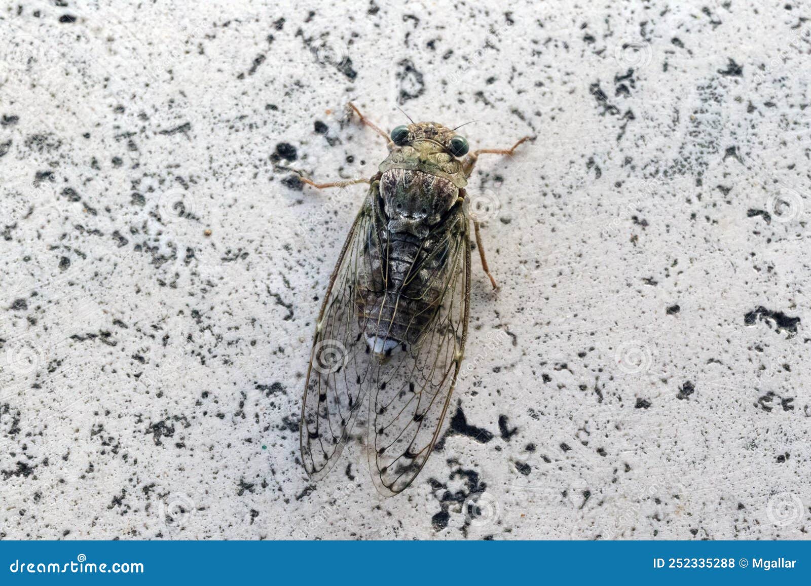 Summer Insect Macro Photography with the Charming and Singing Summer ...