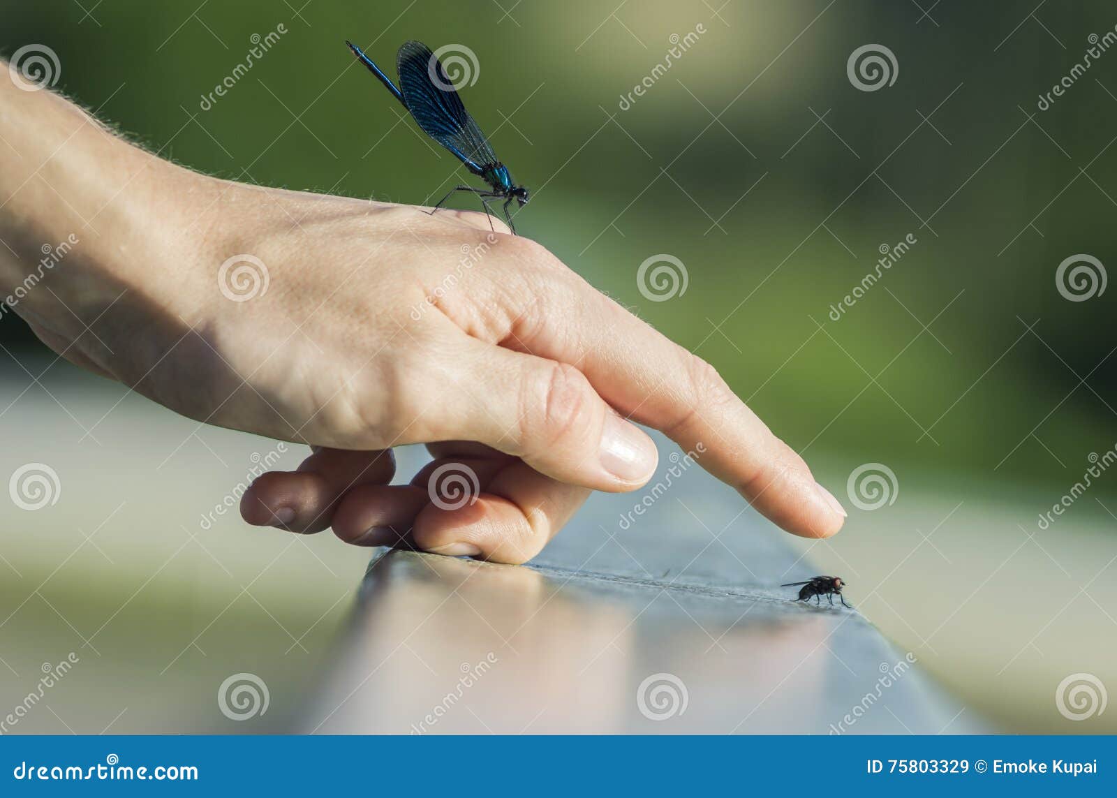 Dragonfly On Hand Stock Image | CartoonDealer.com #42573721