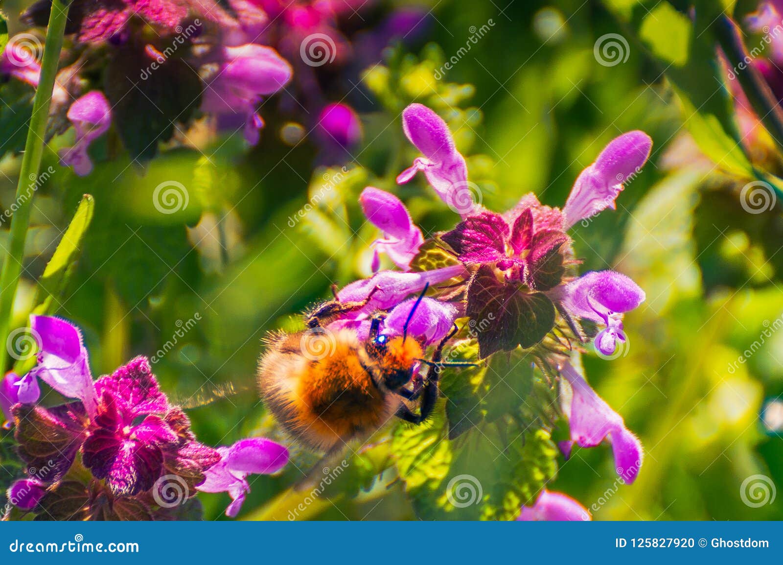 Summer insects stock photo. Image of isolated, nature - 125827920