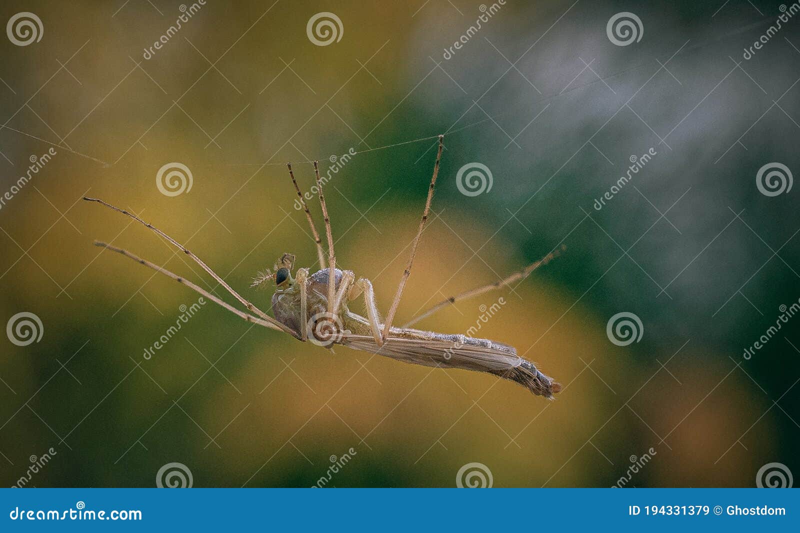 Summer insects stock image. Image of summer, insect - 194331379