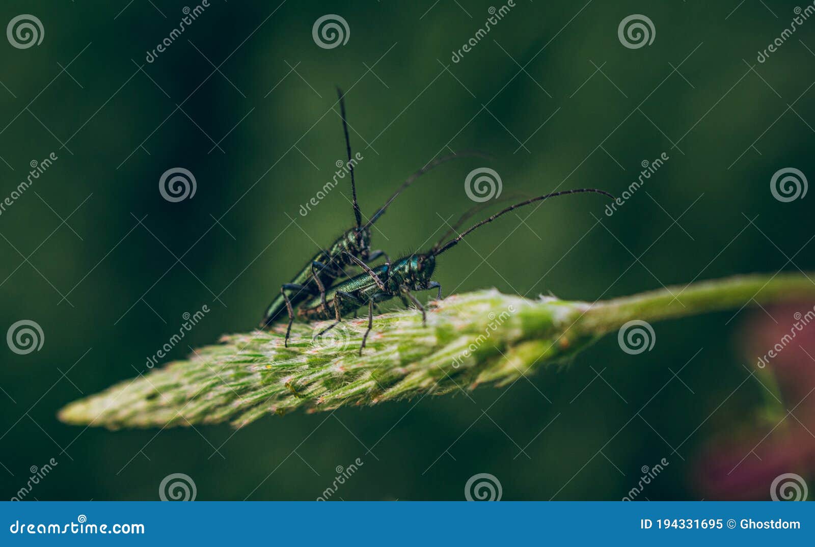 Summer insects stock image. Image of nature, spring - 194331695