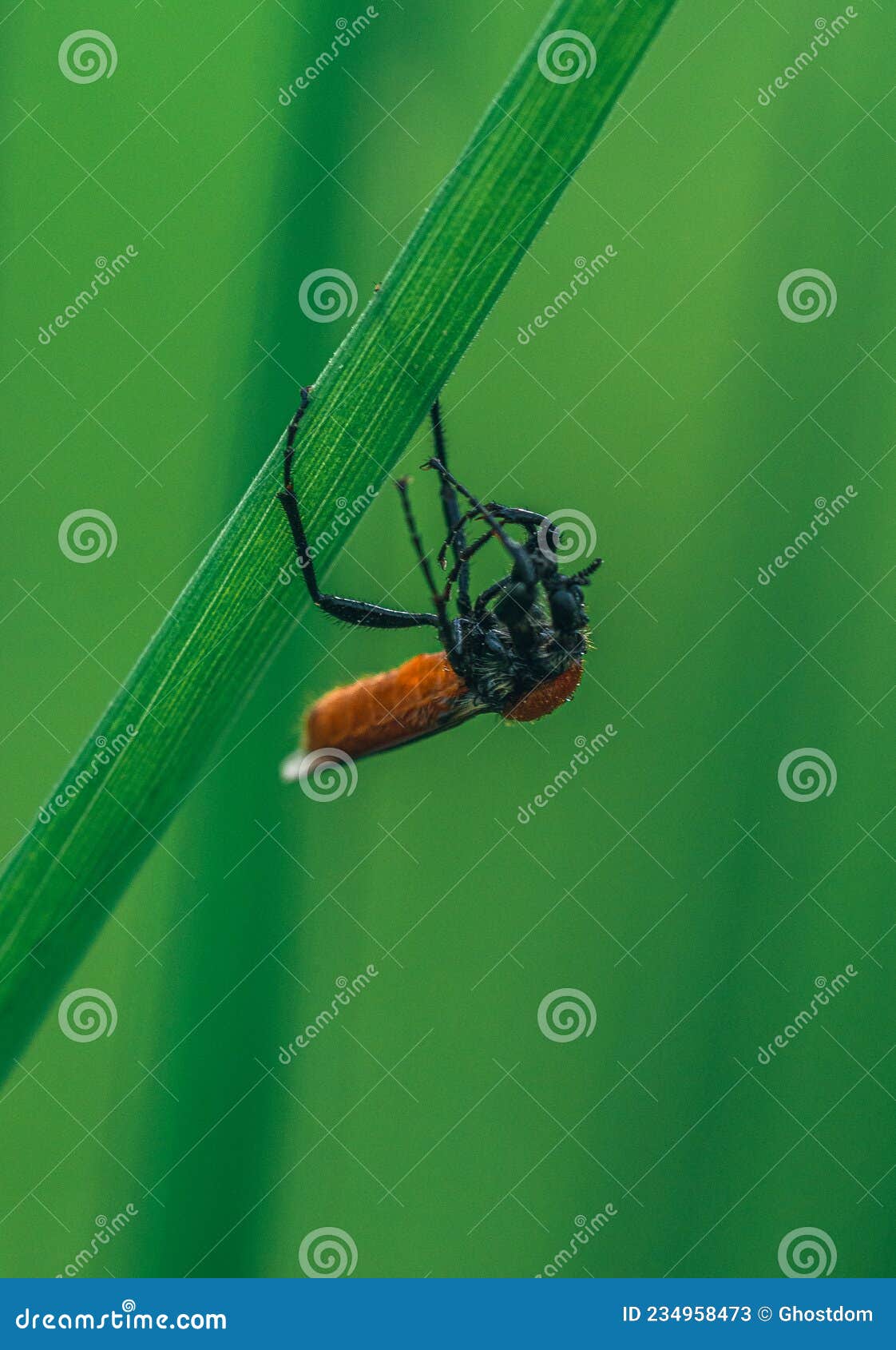 Summer insects stock image. Image of nature, closeup - 234958473