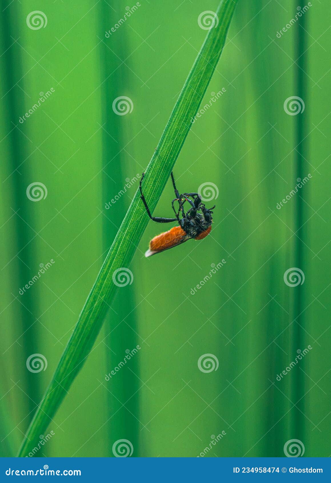 Summer insects stock photo. Image of spring, butterfly - 234958474