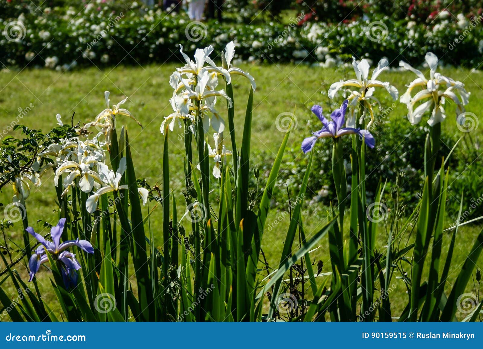 Summer Irises White and Purple Stock Image - Image of flower, blooming ...