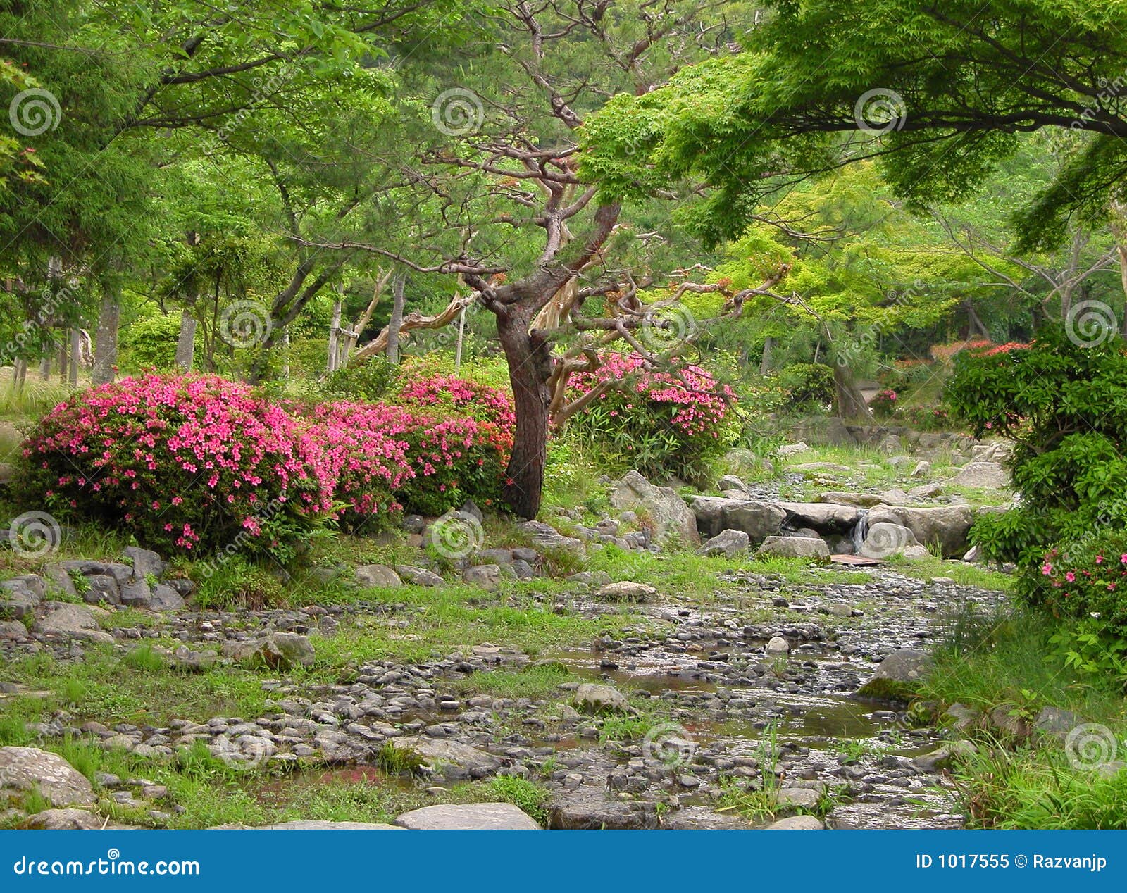 Summer Japanese garden stock image. Image of garden, place - 1017555
