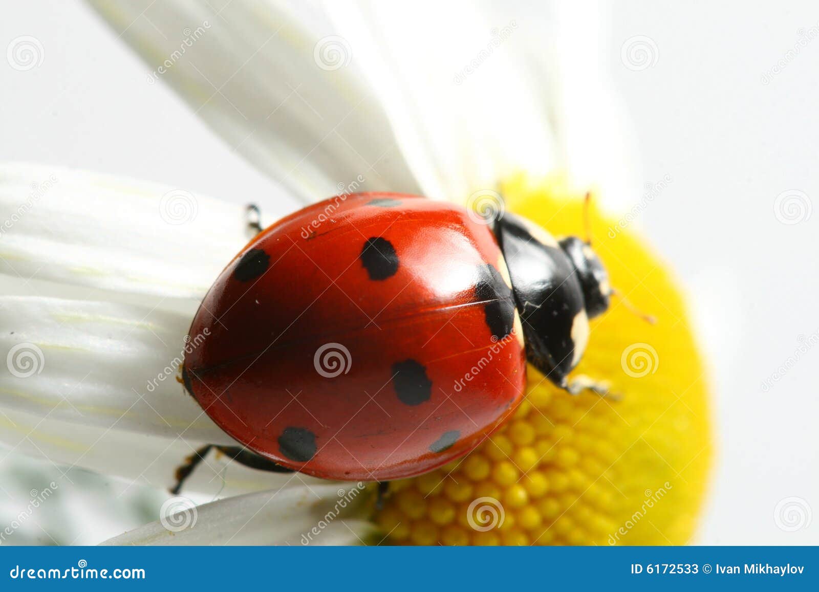 Summer ladybug stock image. Image of outdoors, botanical - 6172533