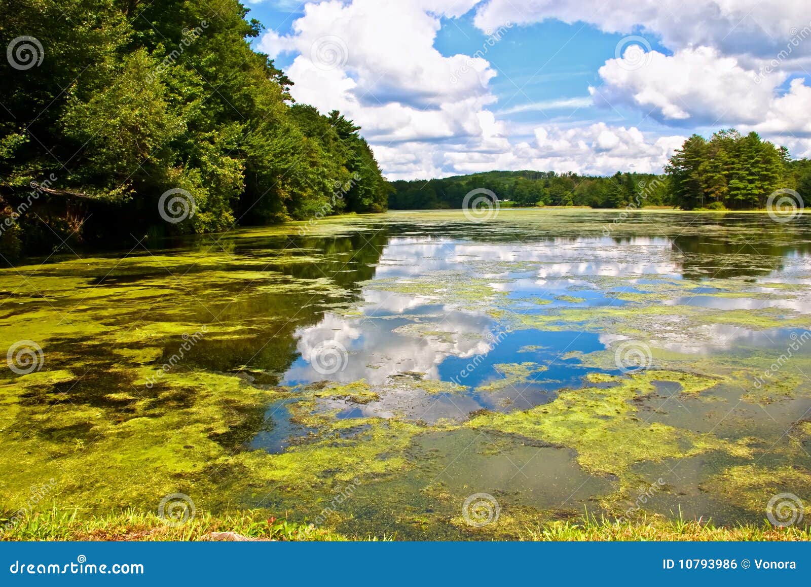 Summer lake stock photo. Image of reflection, woods, meat - 10793986