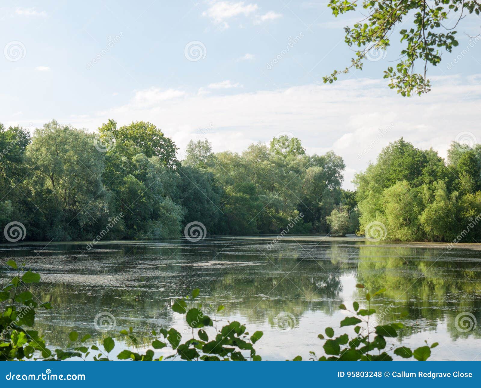 A Summer Lake Side View with Trees, Clouds, Algae, and Reflections ...
