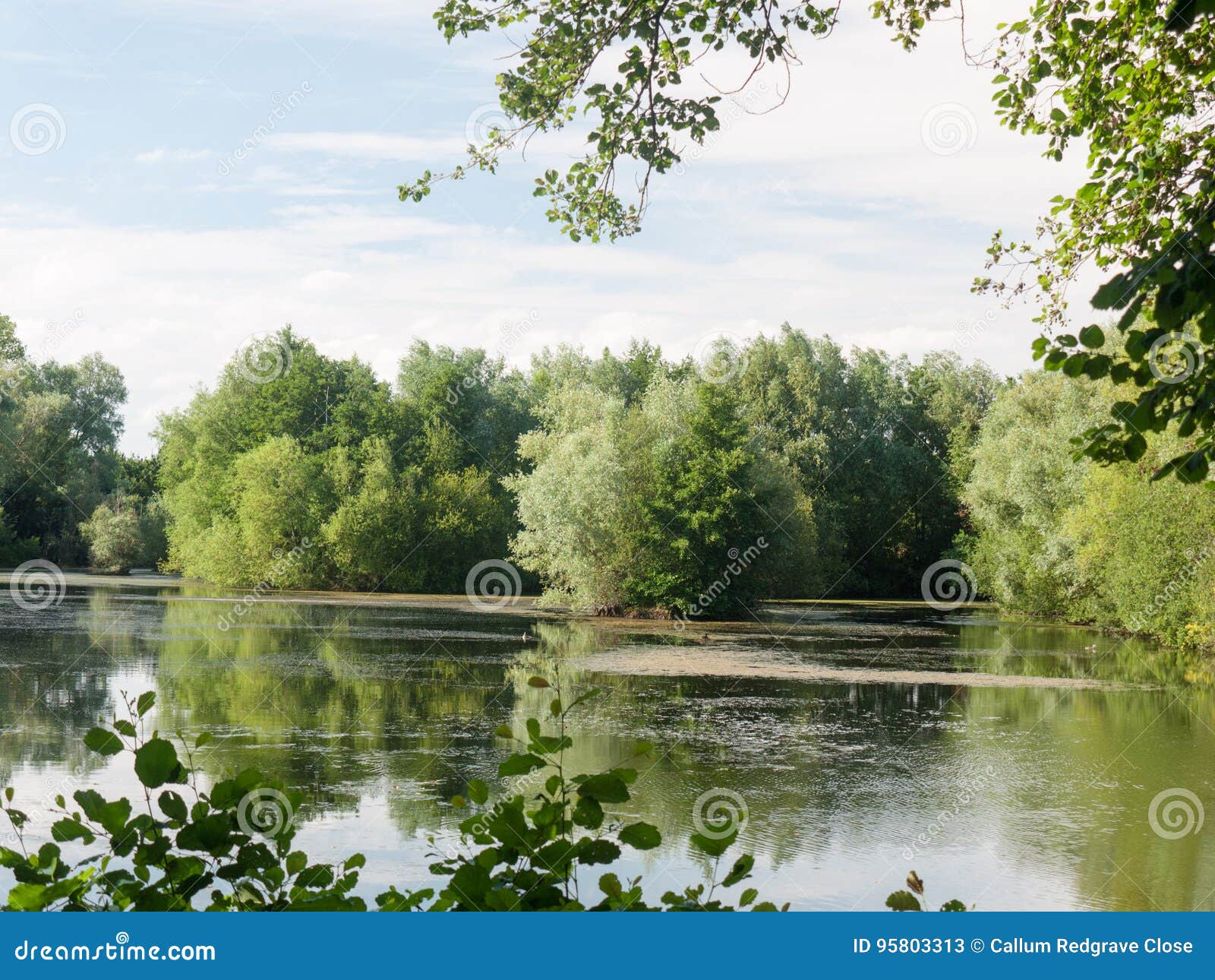 A Summer Lake Side View with Trees, Clouds, Algae, and Reflections ...