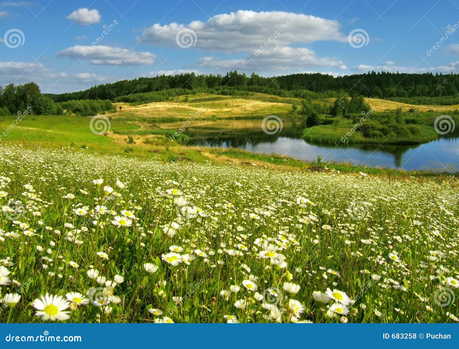 Summer landscape stock photo. Image of nature, place, daisy - 683258