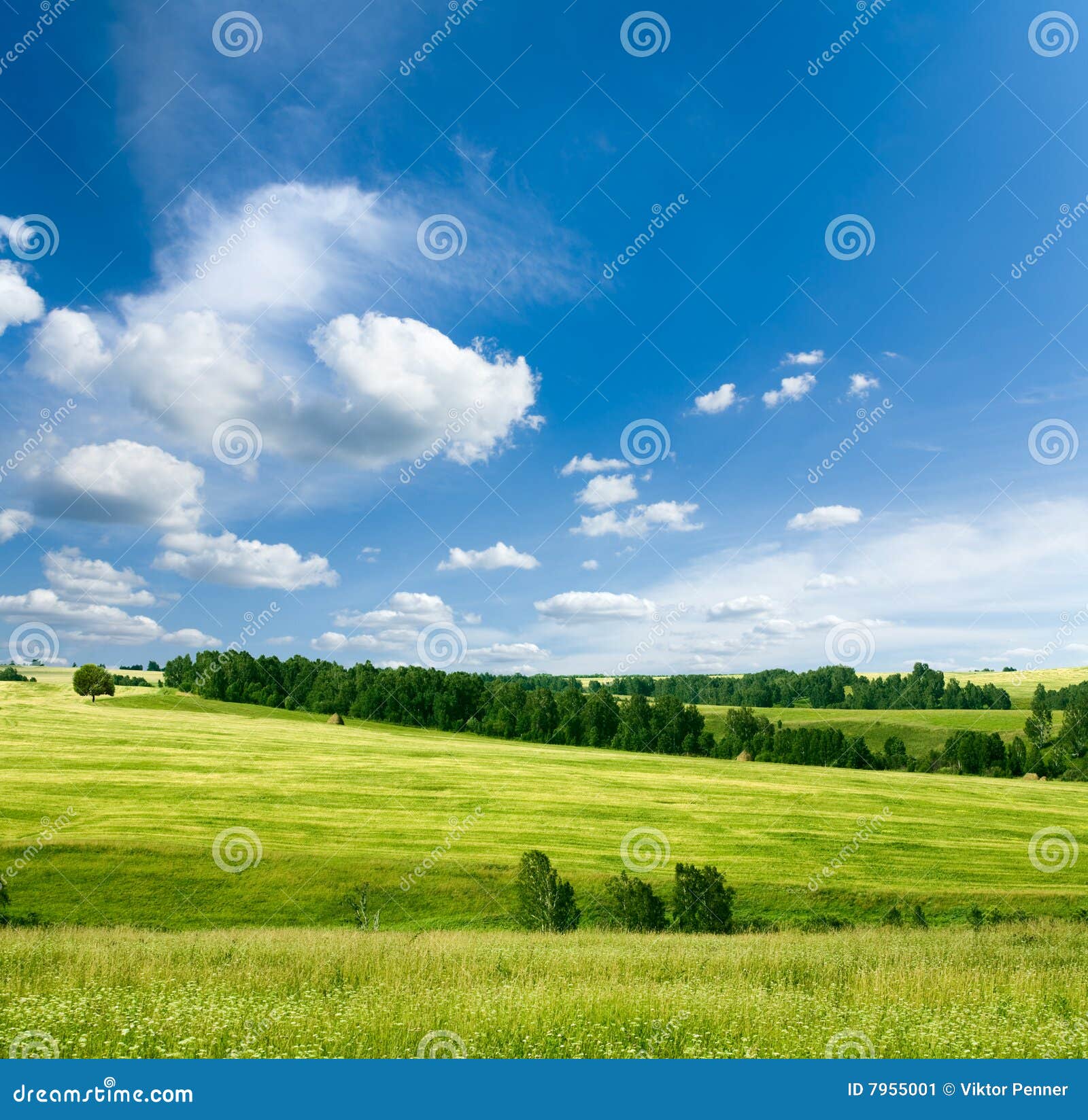 Summer landscape stock image. Image of grass, beautiful - 7955001