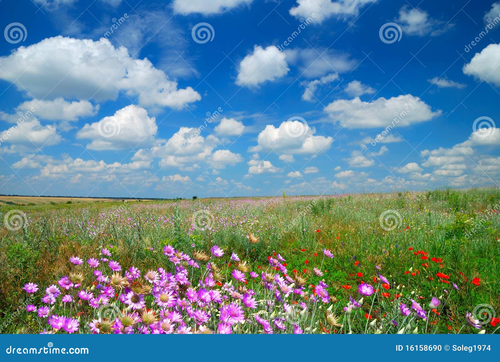 Summer Landscape with the Beautiful Sky Stock Photo - Image of clean ...