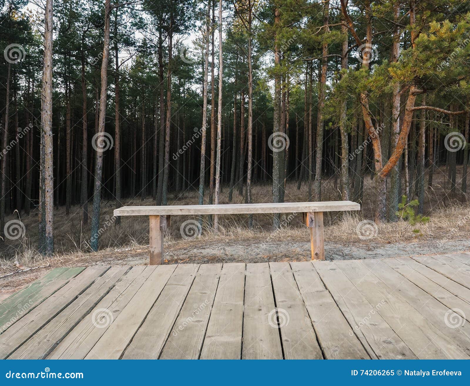 Summer Landscape with Bench in Front of Forest Stock Image - Image of ...