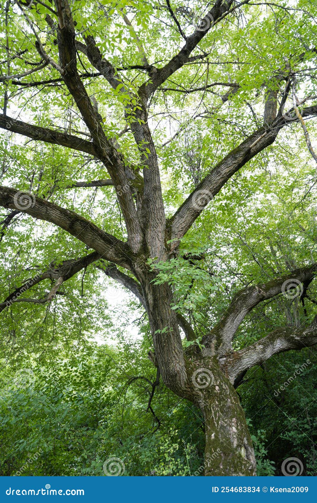 Summer Landscape of Big Green Tree Stock Photo - Image of tree, woods ...