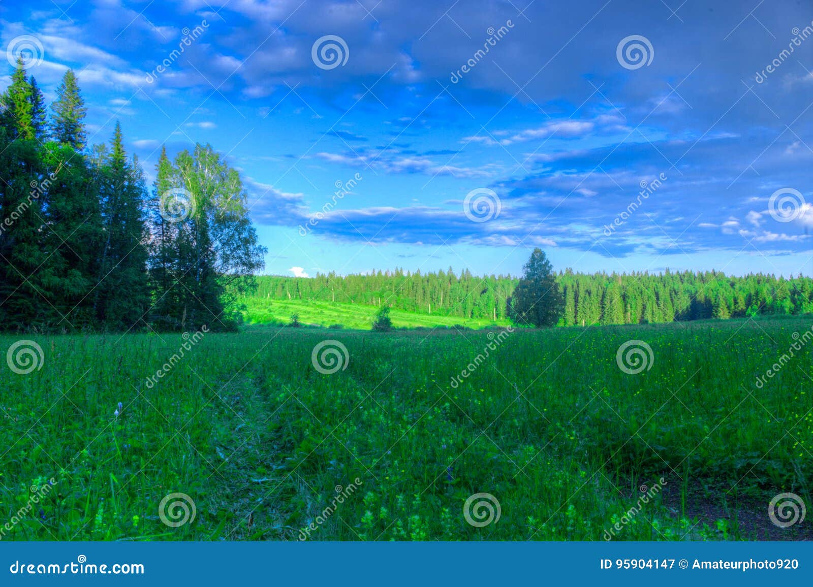 119 Dandelions Open Field Forest Background Photos - Free & Royalty ...
