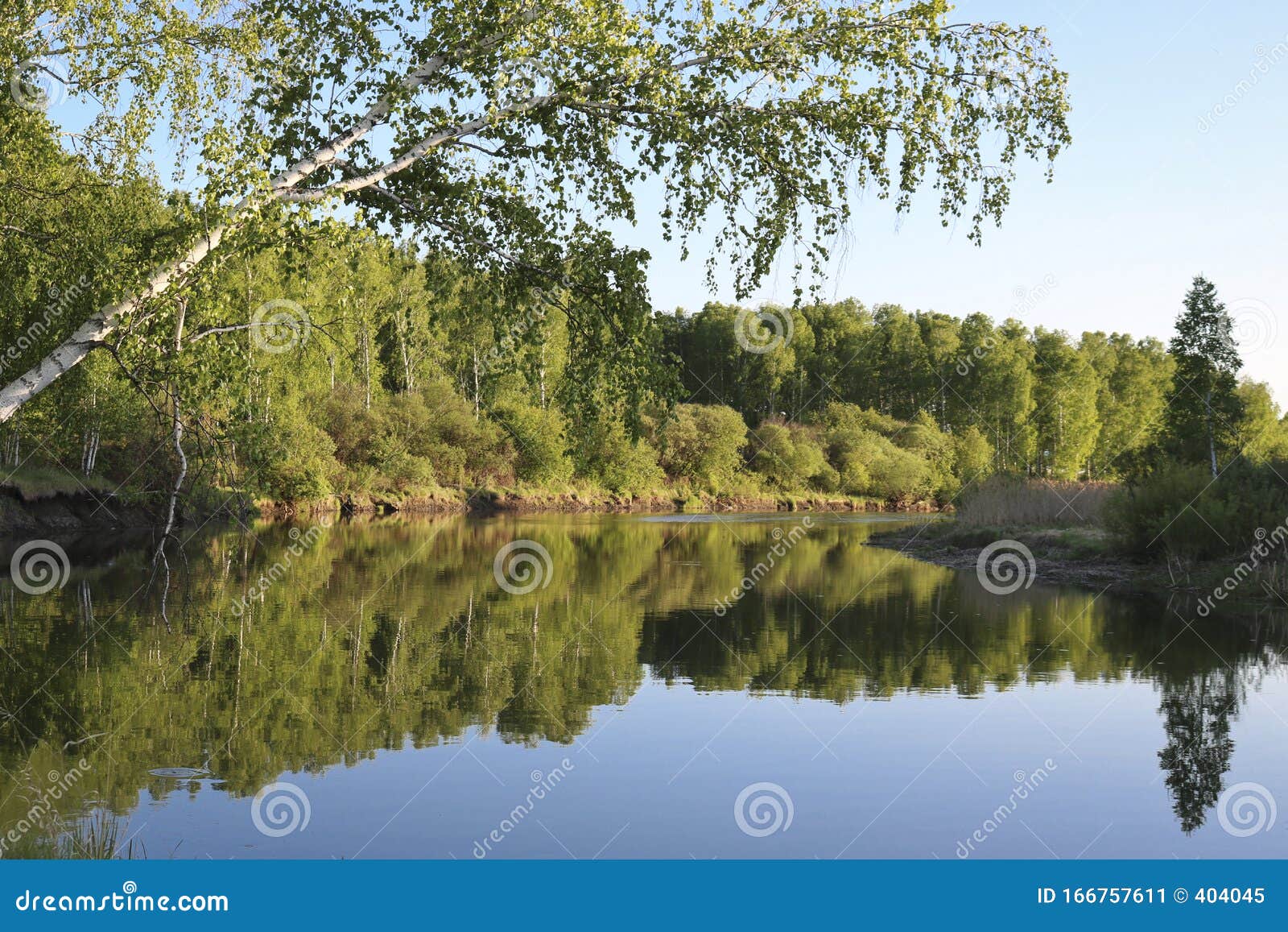 Summer Landscape - Calm Flat River among Fields and Birch Groves in ...