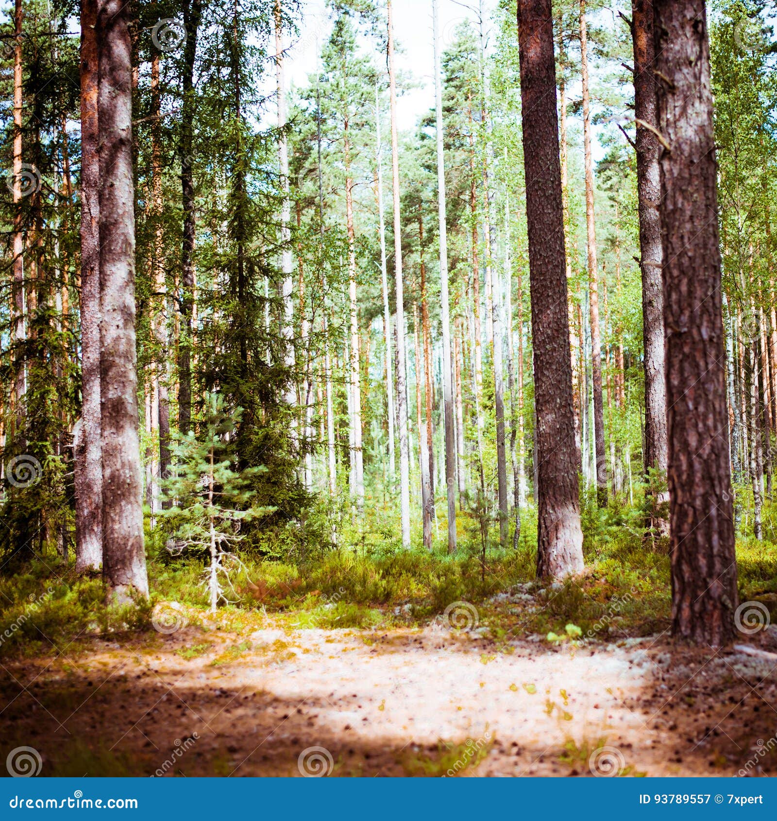 Summer Landscape Clear Panorama Stock Image - Image of plants, forest ...