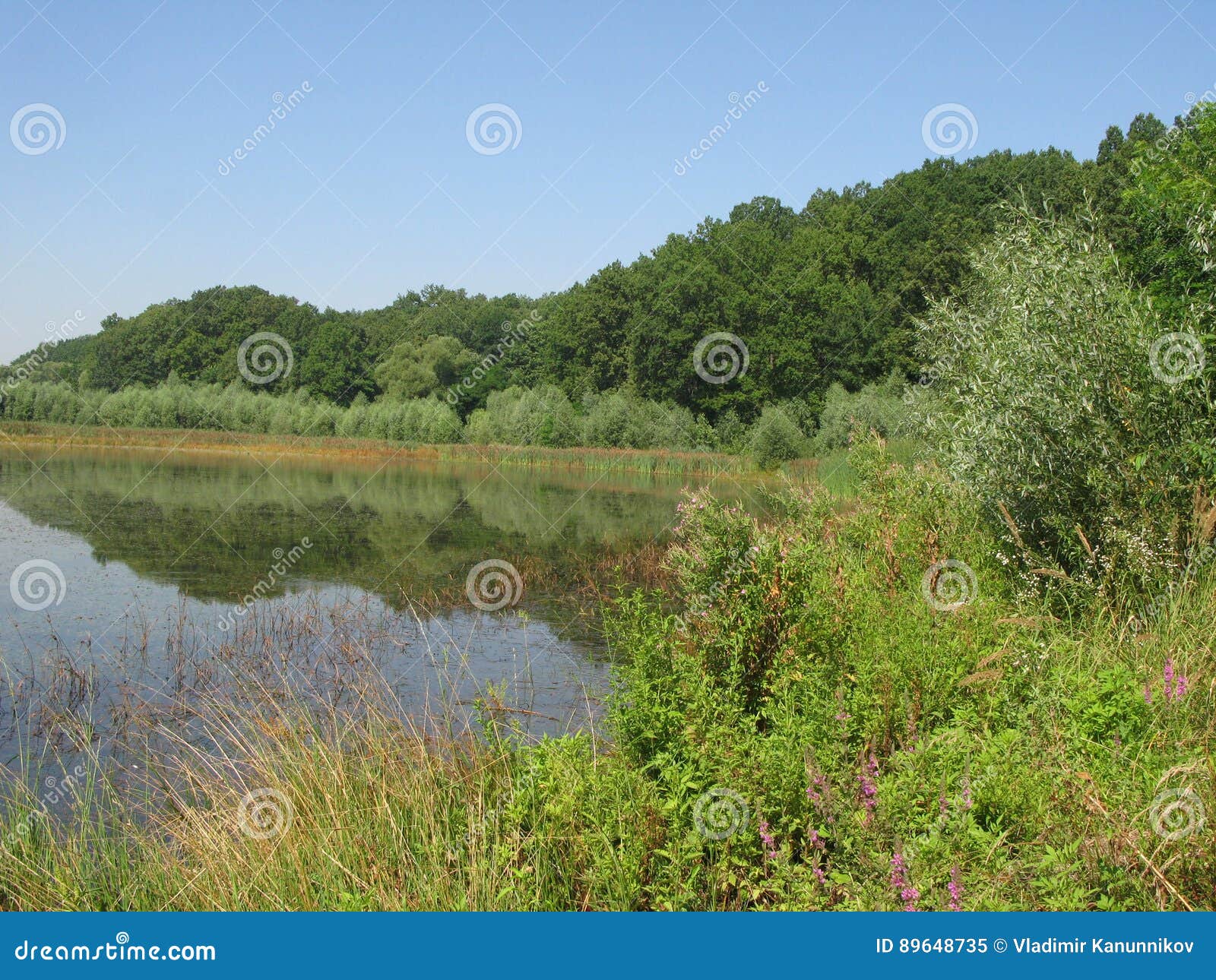 Summer Landscape stock image. Image of cloudless, pond - 89648735