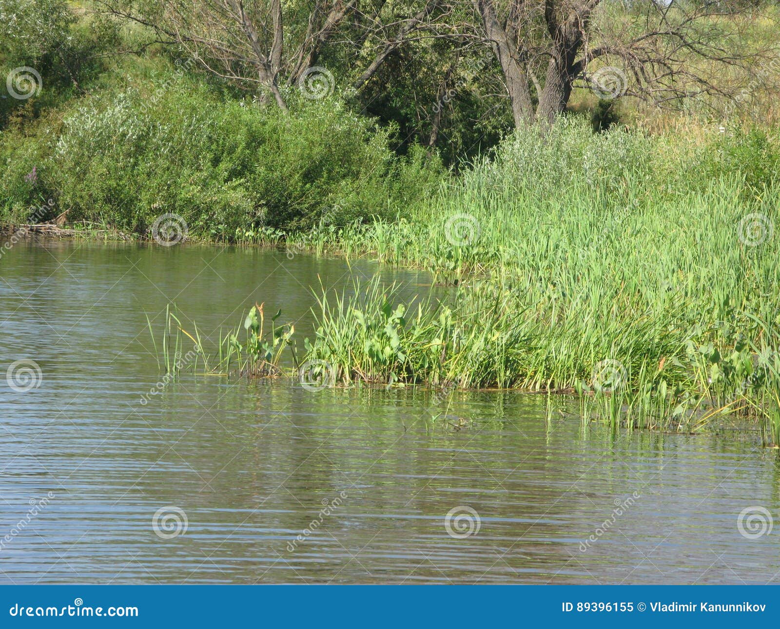Summer Landscape stock image. Image of cloudless, shore - 89396155