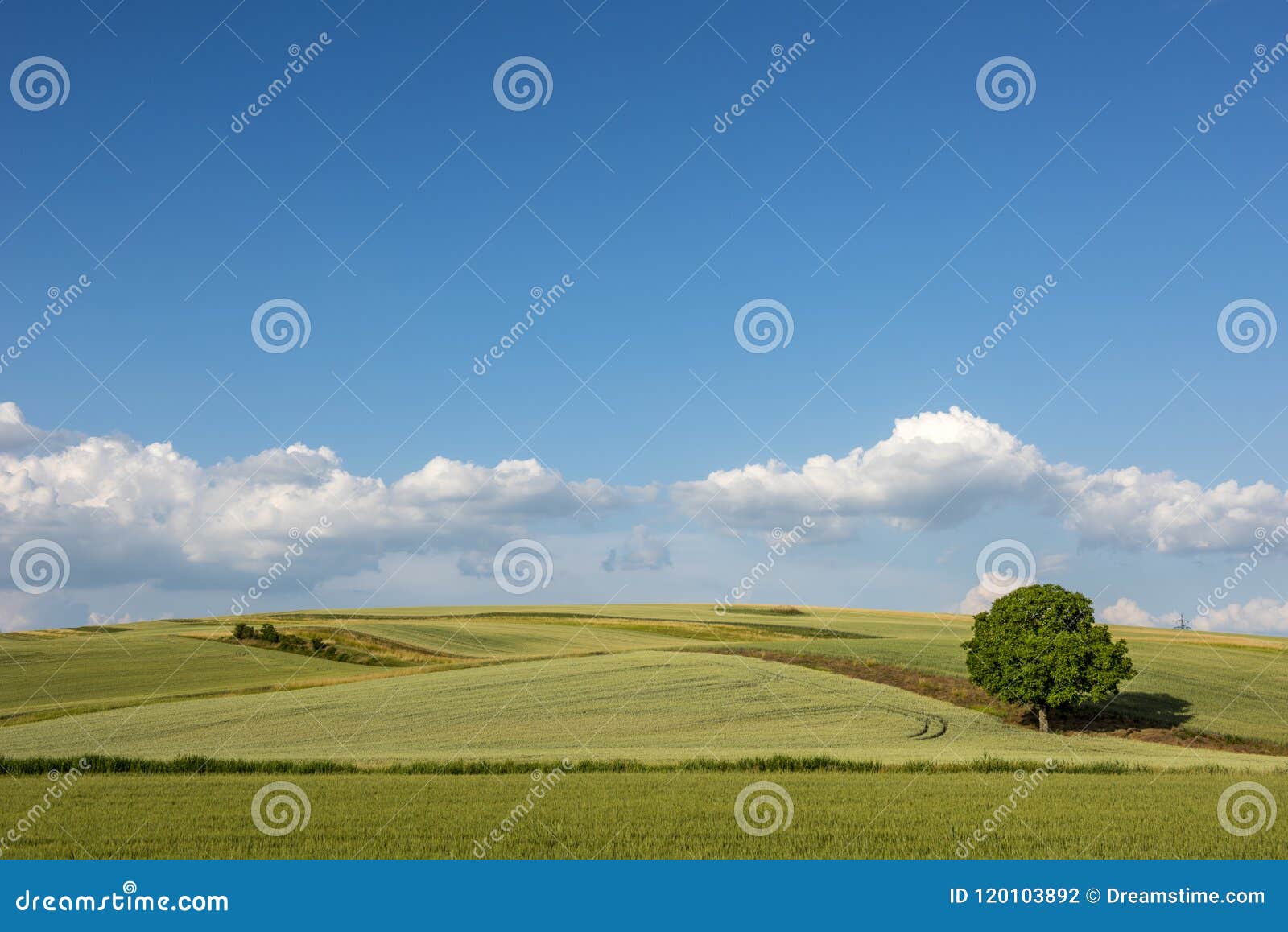 Lonely Tree in the Idyllic Field with Clouds. Stock Photo - Image of ...