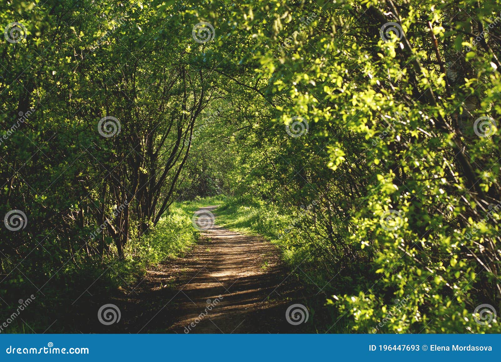 Summer Landscape, a Corridor of Trees and a Footpath Going through it ...