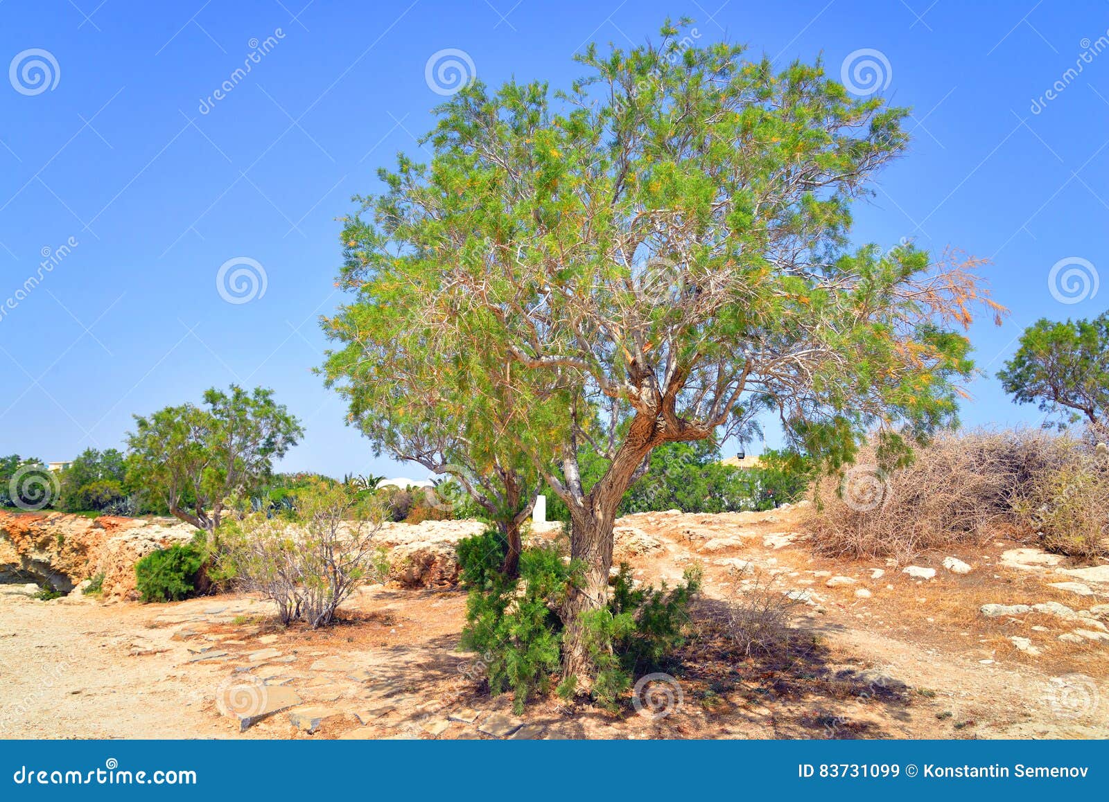 Summer landscape in Crete. stock image. Image of garden - 83731099