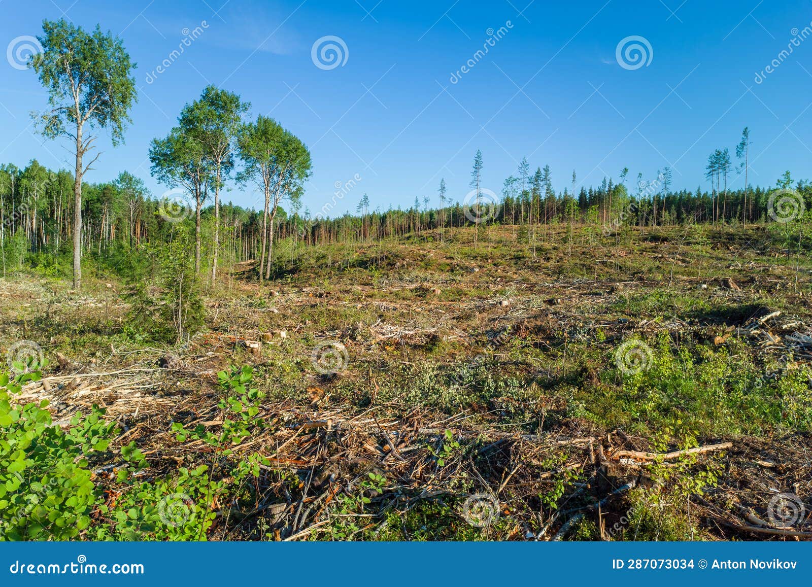 Summer Landscape with Deforestation. Environmental Problems in ...