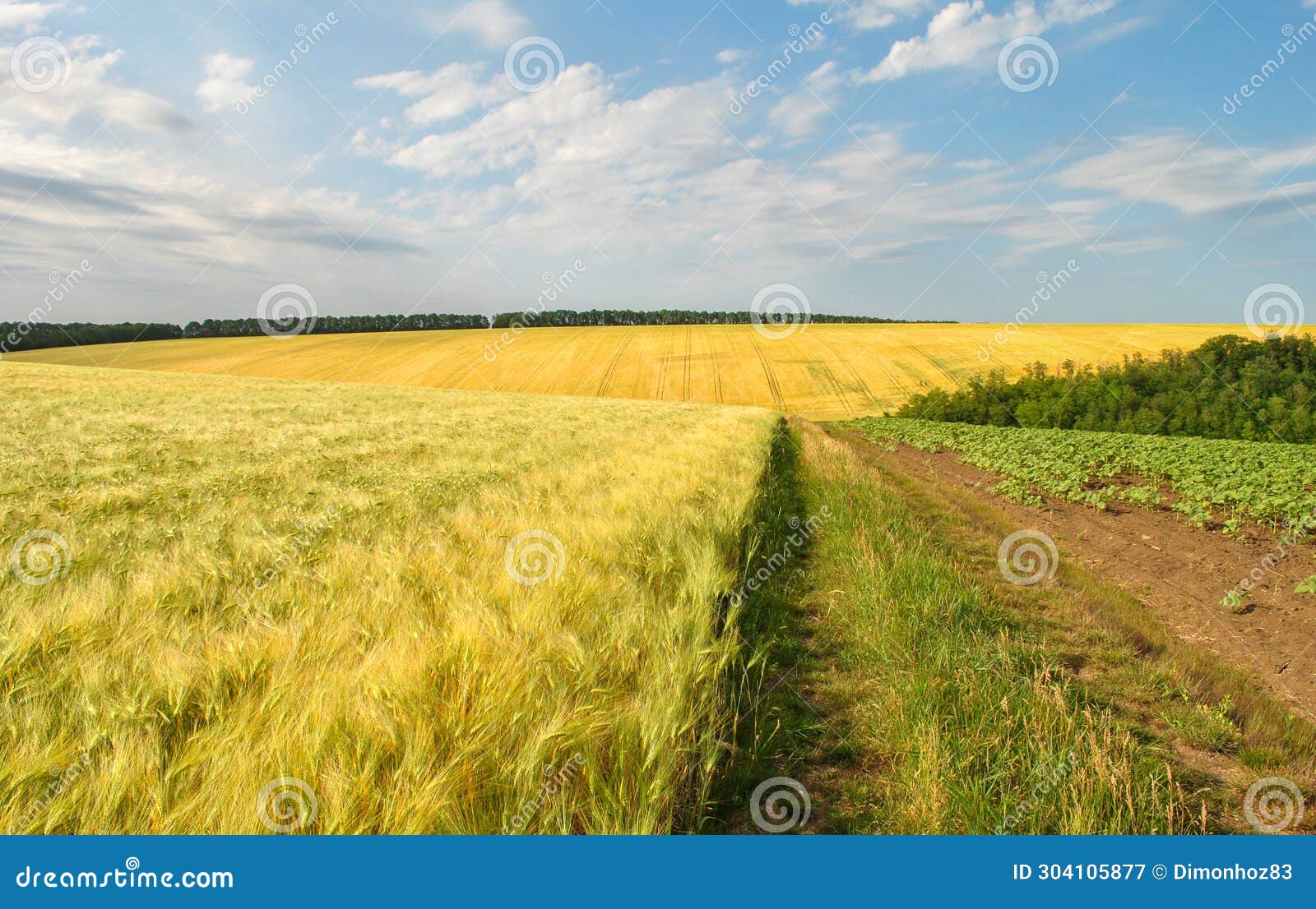 Summer Landscape with Farm Fields and Road Stock Image - Image of crop ...