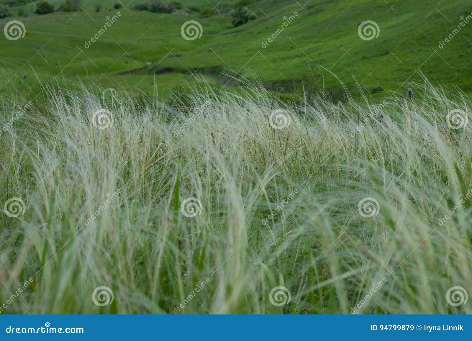 Summer Landscape, Field of Feather Grass Under the Blue Sky. Stock ...