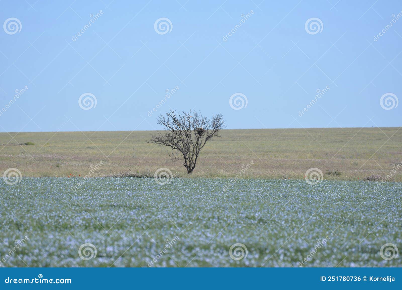 Summer Landscape with a Field of Flax Stock Photo - Image of nature ...