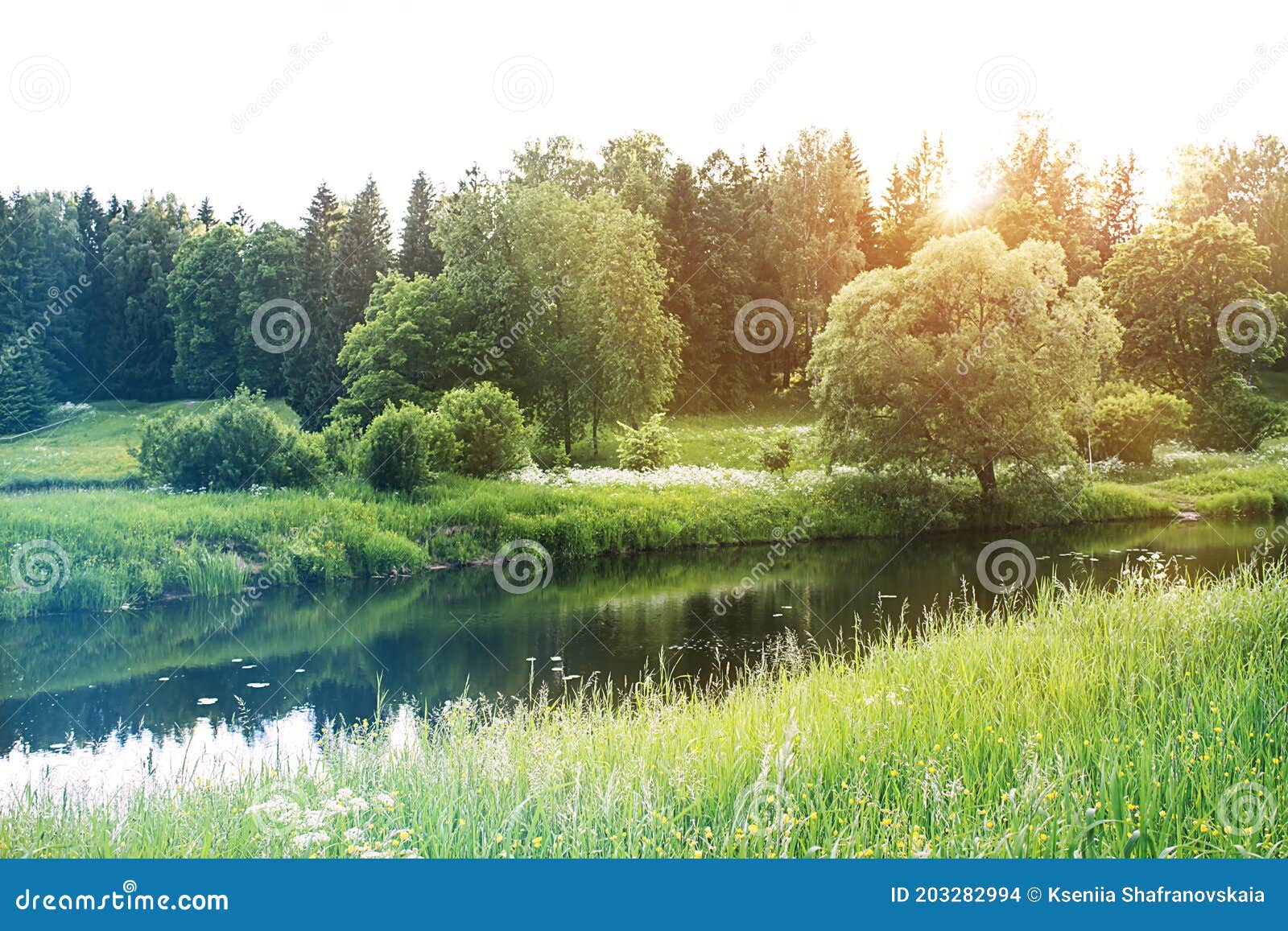 Summer field landscape stock photo. Image of summer - 203282994