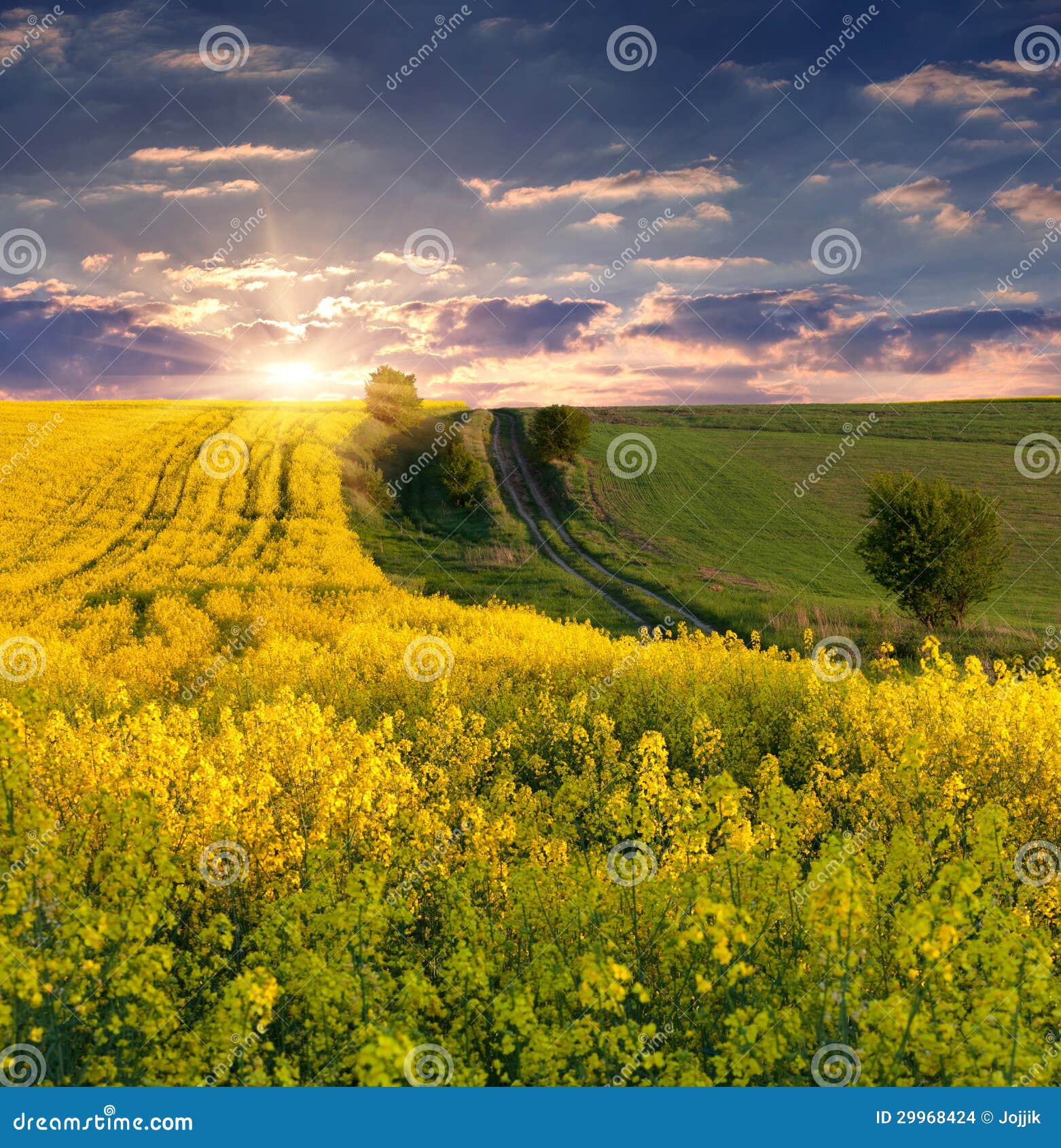 Field of yellow flowers. stock photo. Image of fresh - 29968424