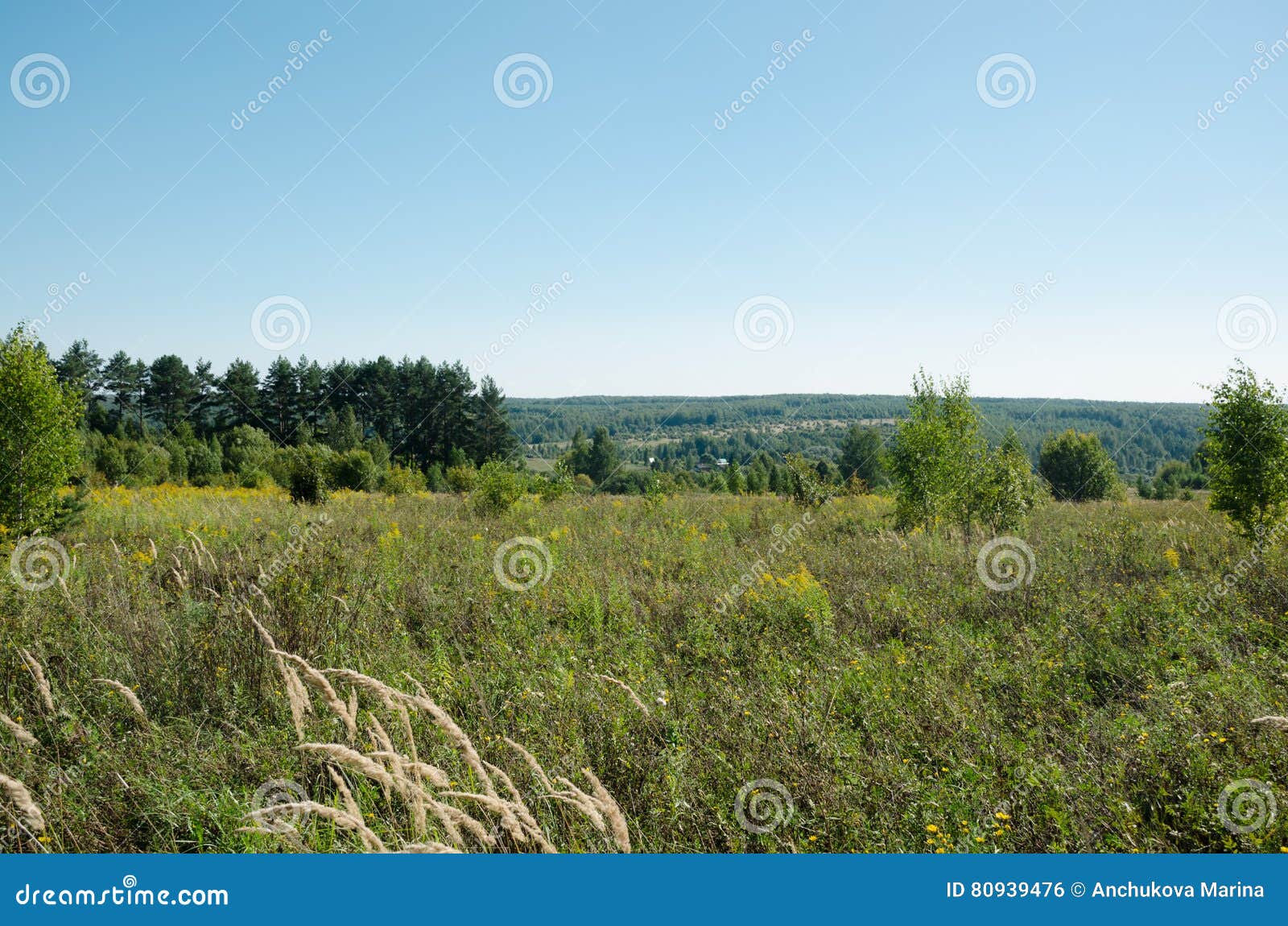 Summer Landscape of Fields and Woods Stretching into the Distance Stock ...