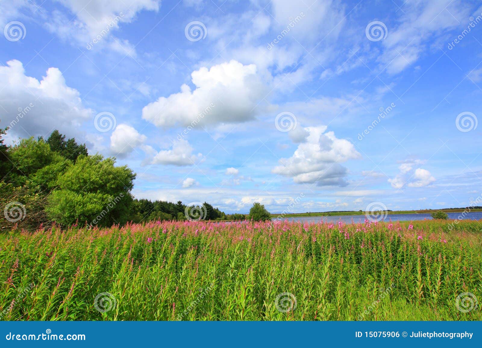 Summer Landscape with Flowers Stock Photo - Image of plant, fresh: 15075906