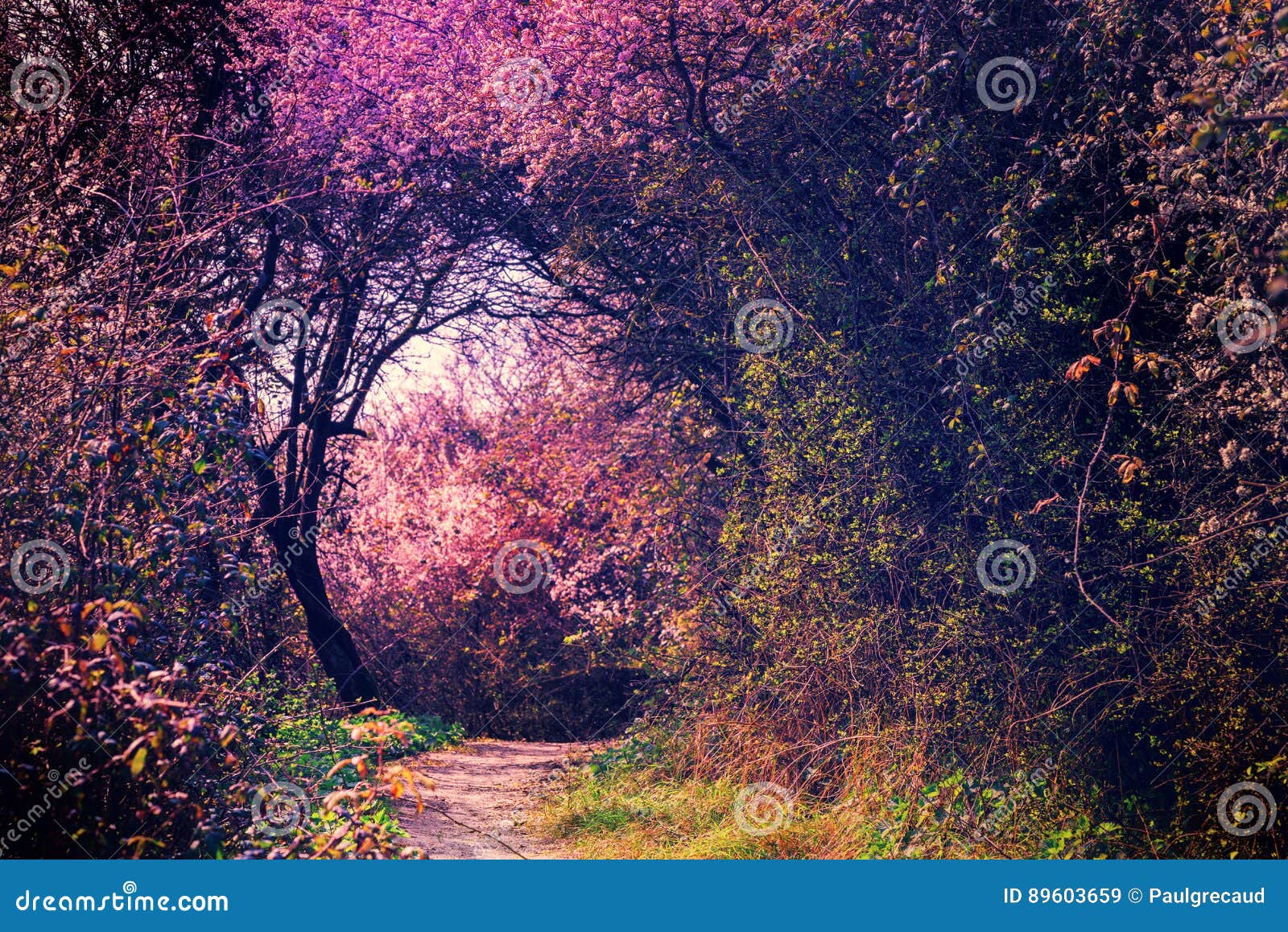Summer Landscape with Footpath in Magic Garden. Nature Landscape Stock ...