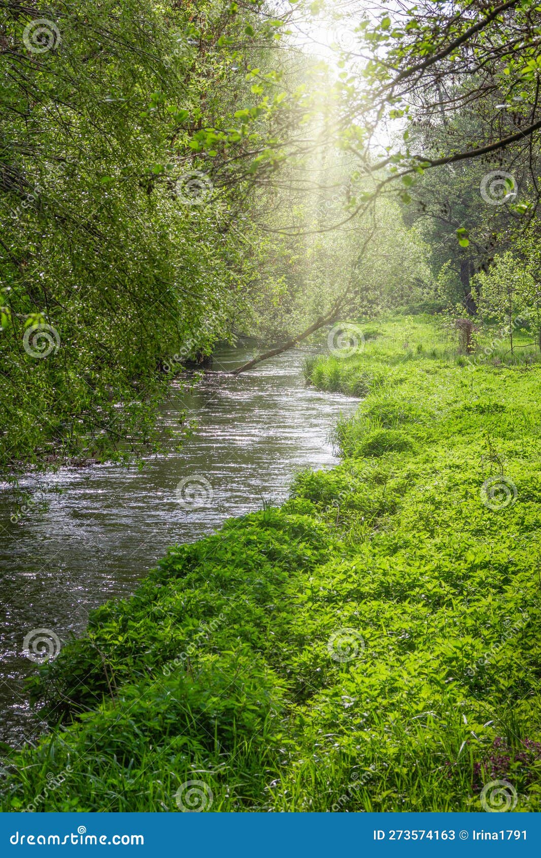 Summer Landscape of a Forest River. Beautiful Peaceful Stream Stock ...