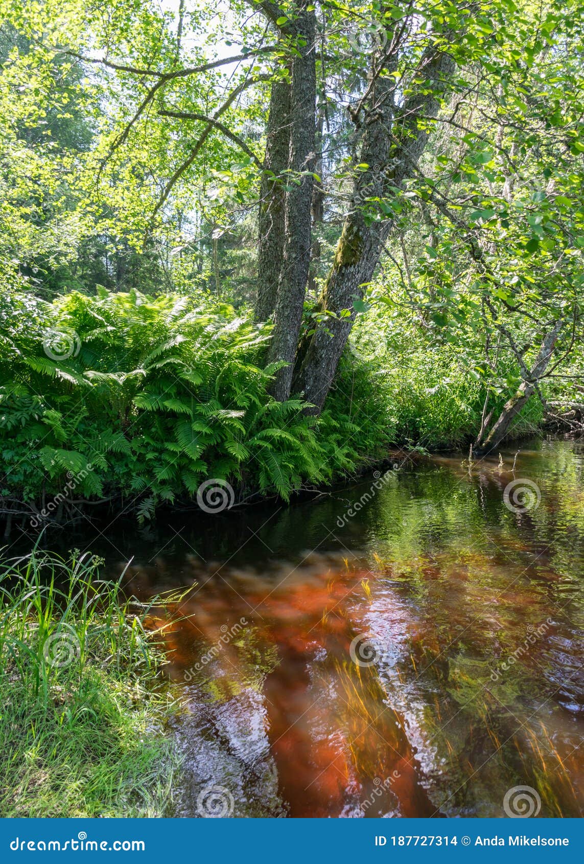 Landscape with Forest River Reflection View, Green Forest River View ...