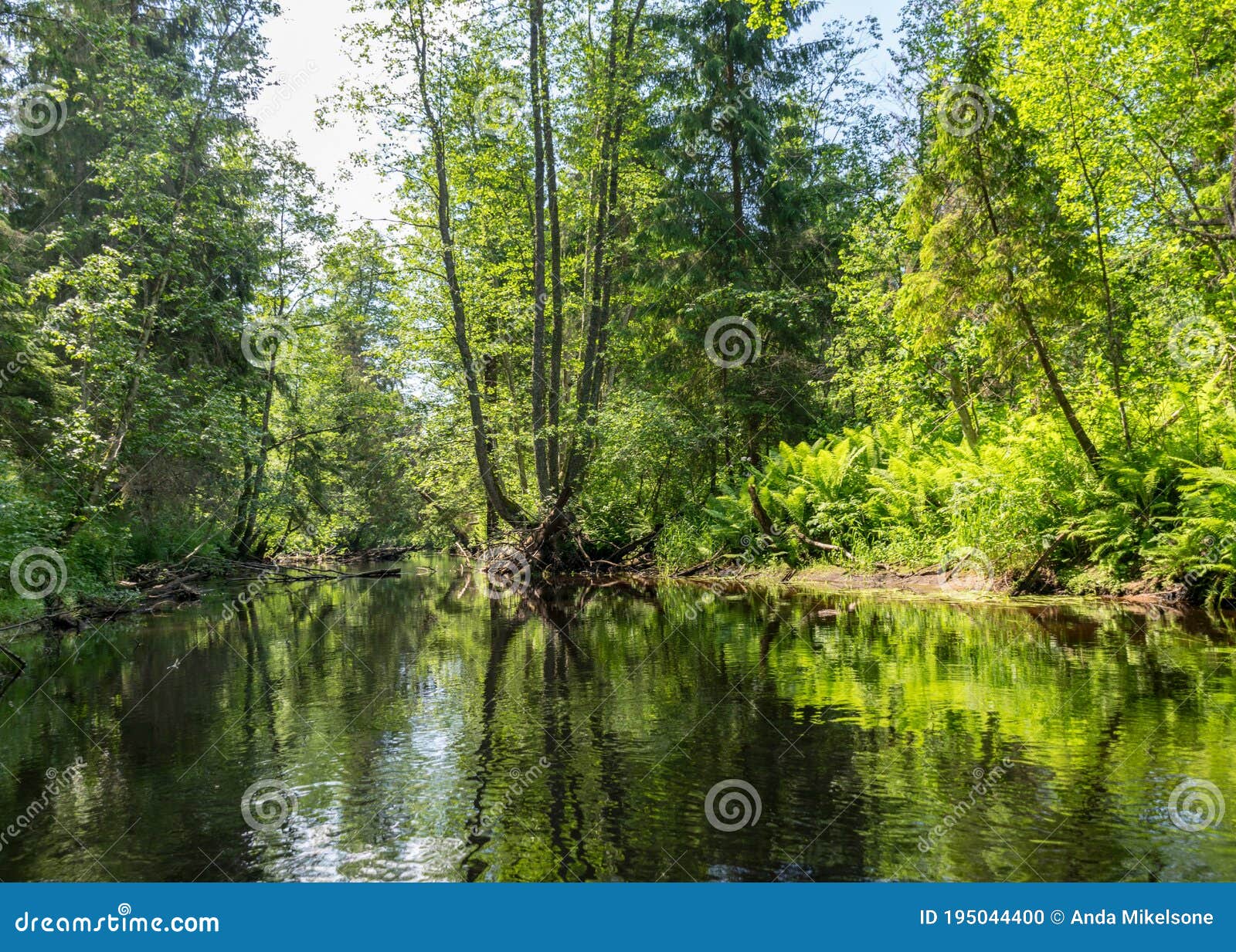 Landscape with Forest River Reflection View, Green Forest River View ...
