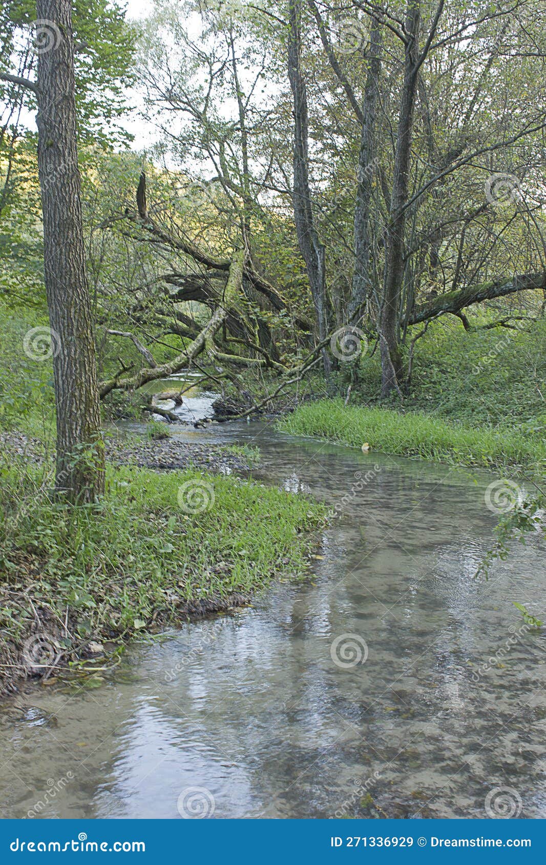 A Forest Stream with a Fallen Tree Stock Image - Image of grass, tree ...