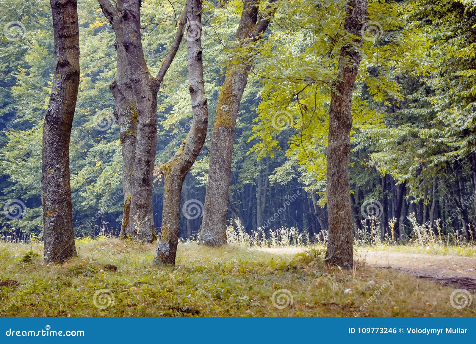 Summer Landscape: Forest, Trees in the Foreground and Background Stock ...