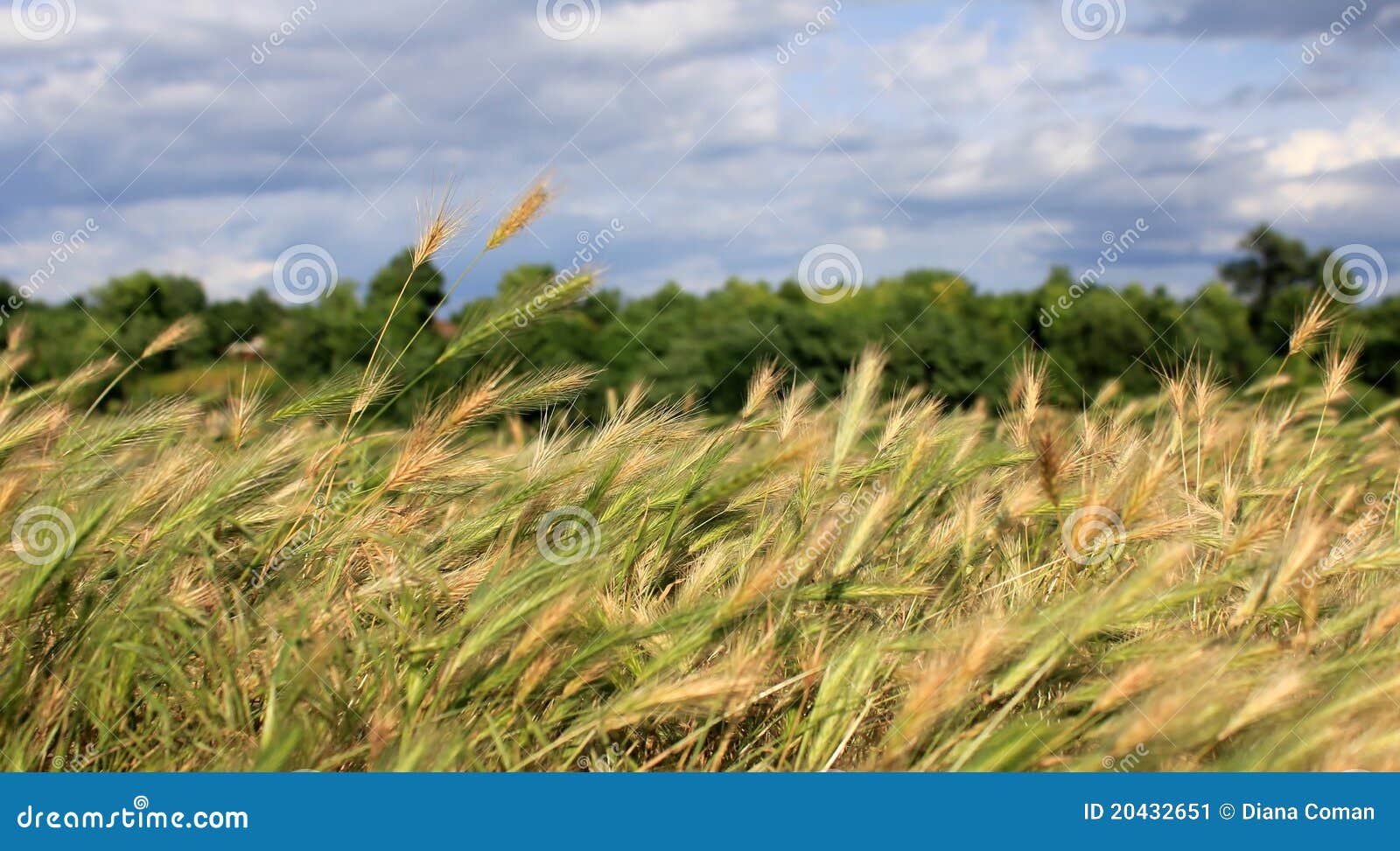 Summer Landscape with Grains Stock Image - Image of natural ...