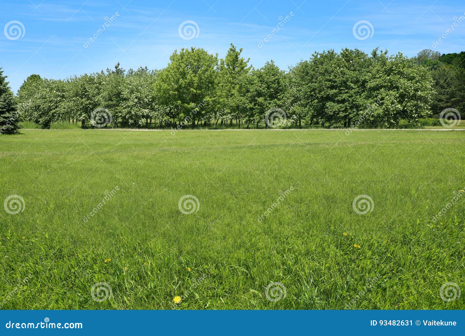 Summer Landscape of Grass and Trees. Stock Image - Image of forest ...