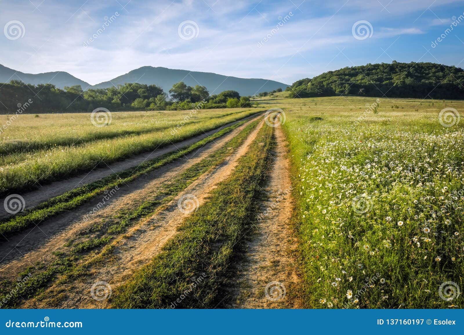 Flowers On Road Royalty-Free Stock Photography | CartoonDealer.com ...