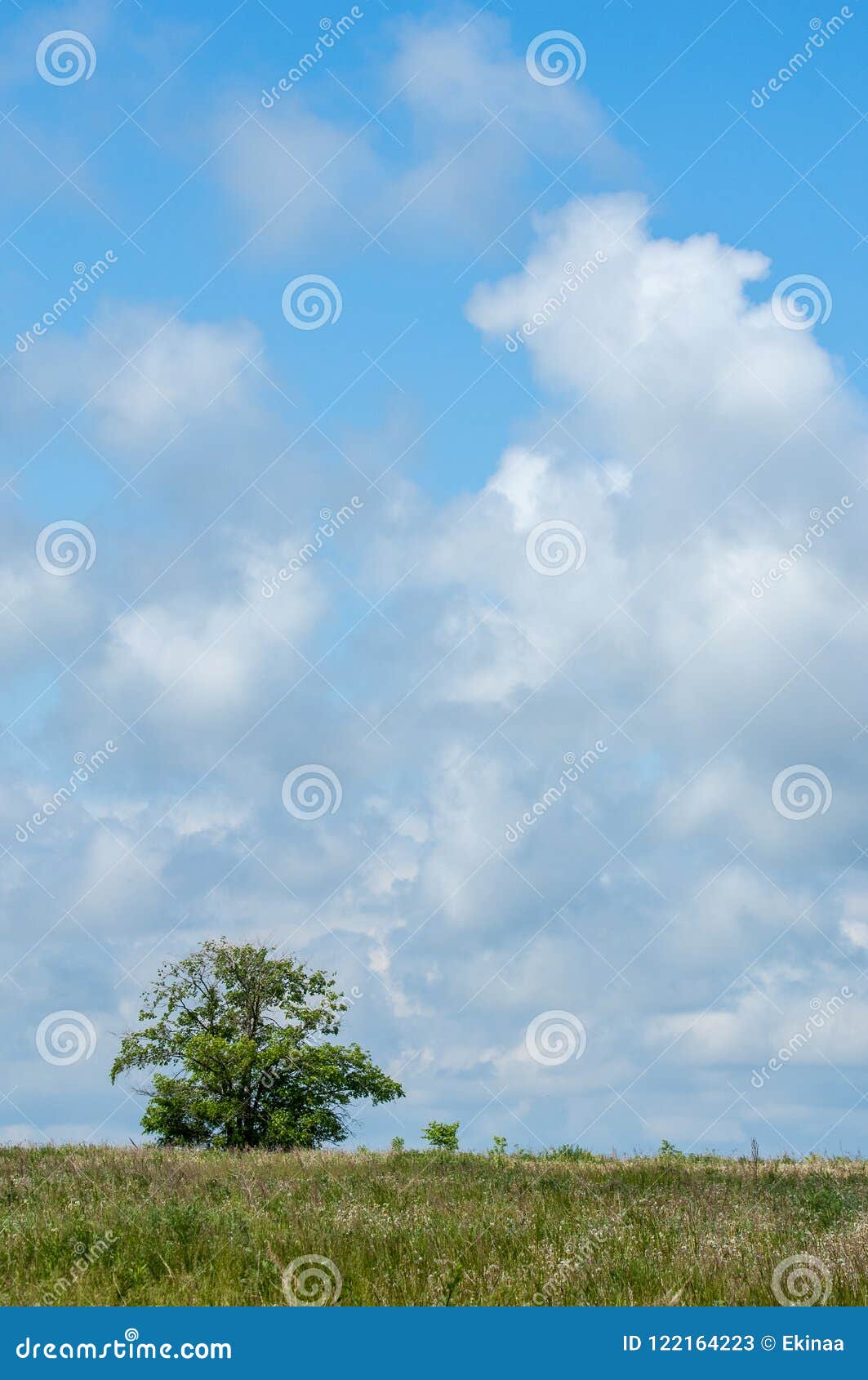 Summer, Summertime, Summer-tree Stock Image - Image of grass, cloud ...