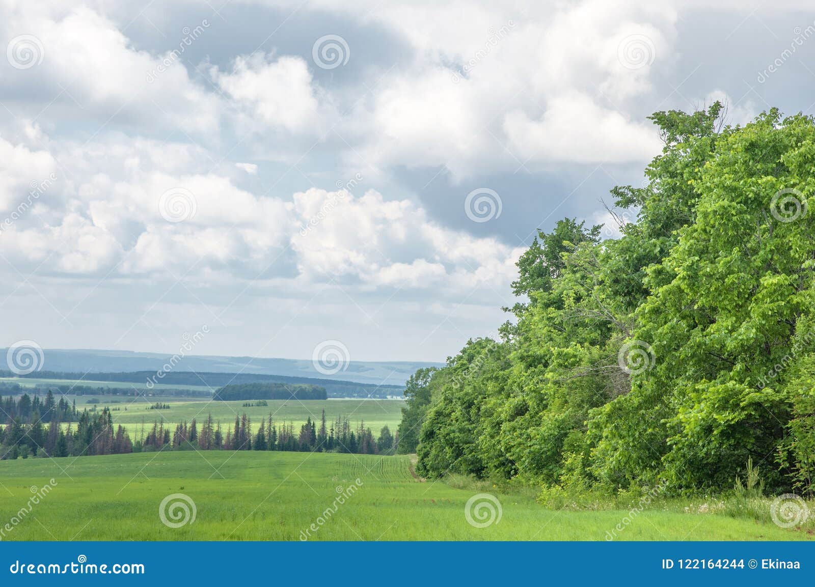 Summer, Summertime, Summer-tree Stock Photo - Image of bright ...