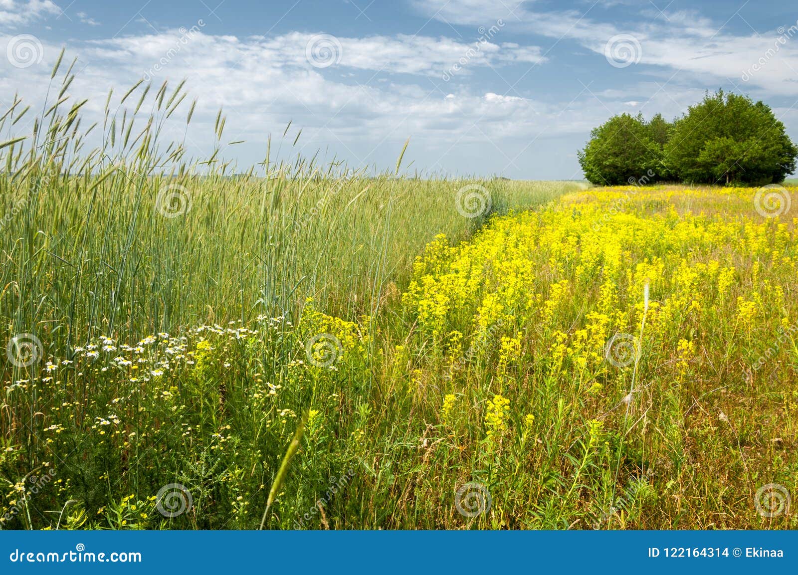 Summer, Summertime, Summer-tree Stock Photo - Image of hill, landscapes ...
