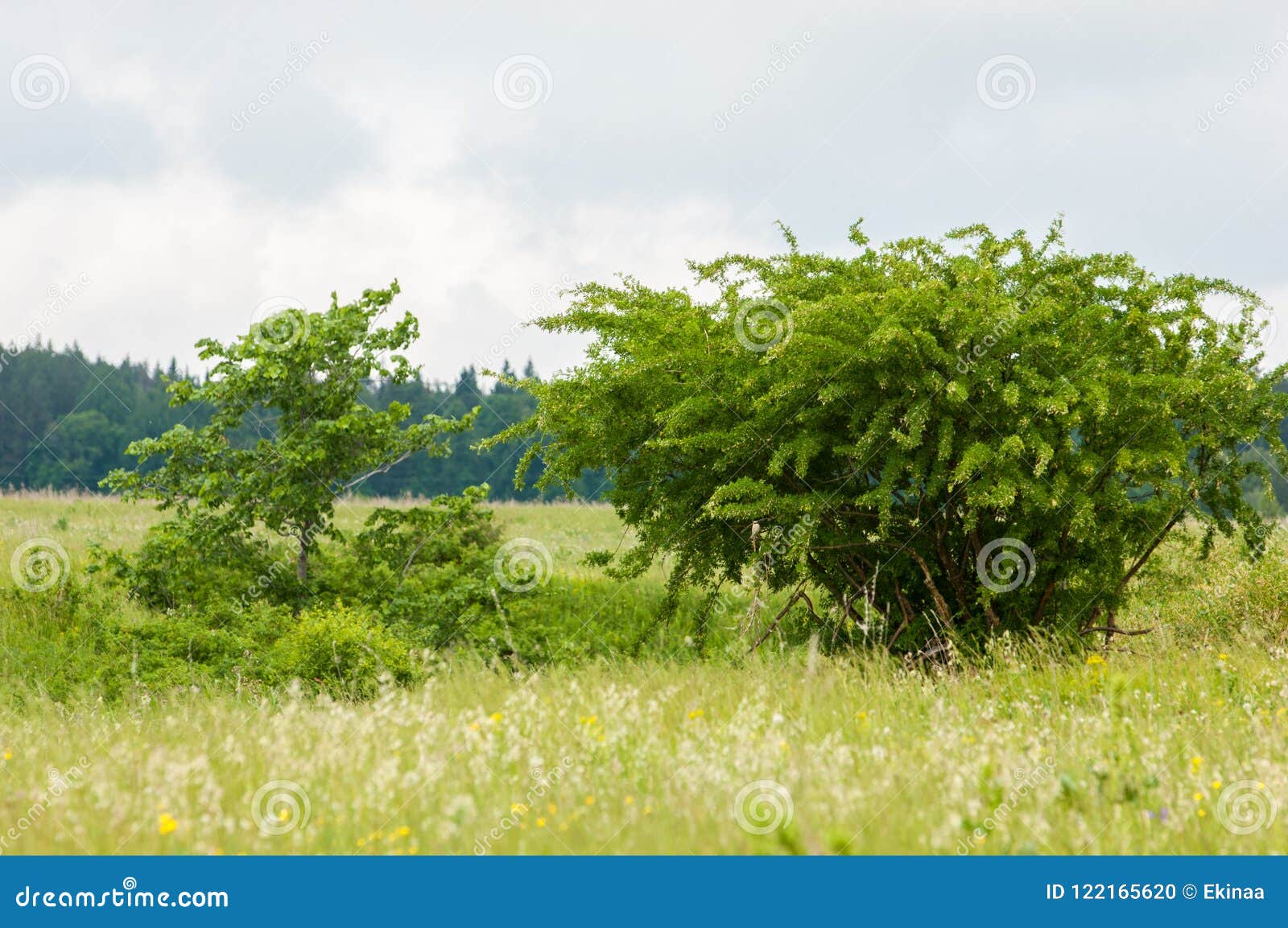 Summer, Summertime, Summer-tree Stock Photo - Image of flowers, forest ...