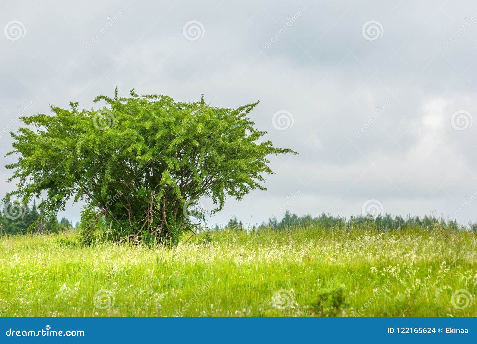 Summer, Summertime, Summer-tree Stock Photo - Image of blue, landscape ...
