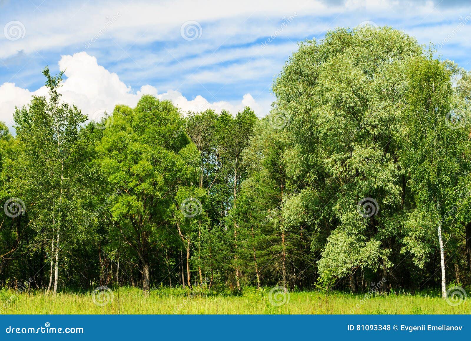 Summer Landscape with Green Grass and Trees on a Meadow and Sky Stock ...