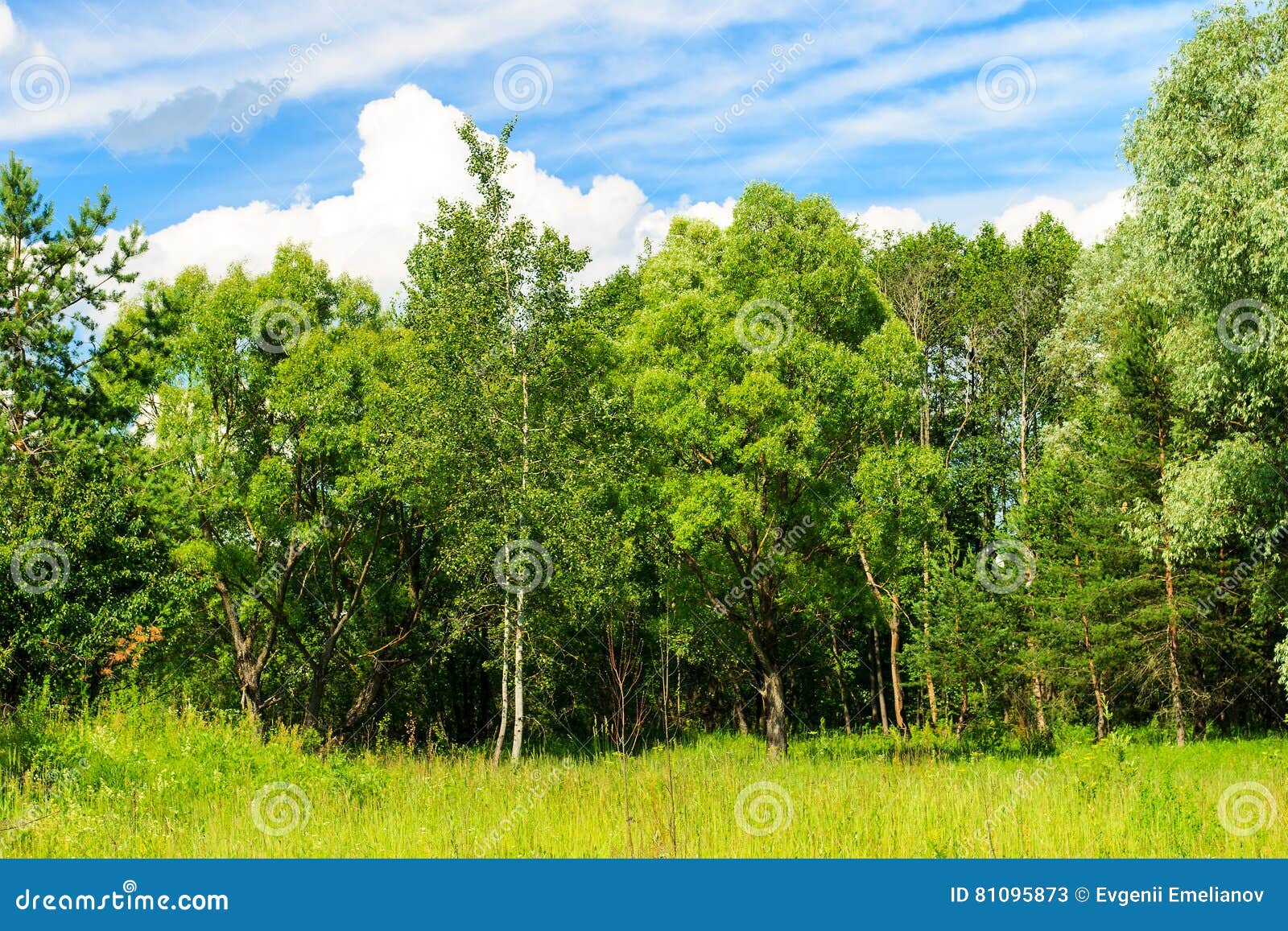 Summer Landscape with Green Grass and Trees on a Meadow and Sky Stock ...